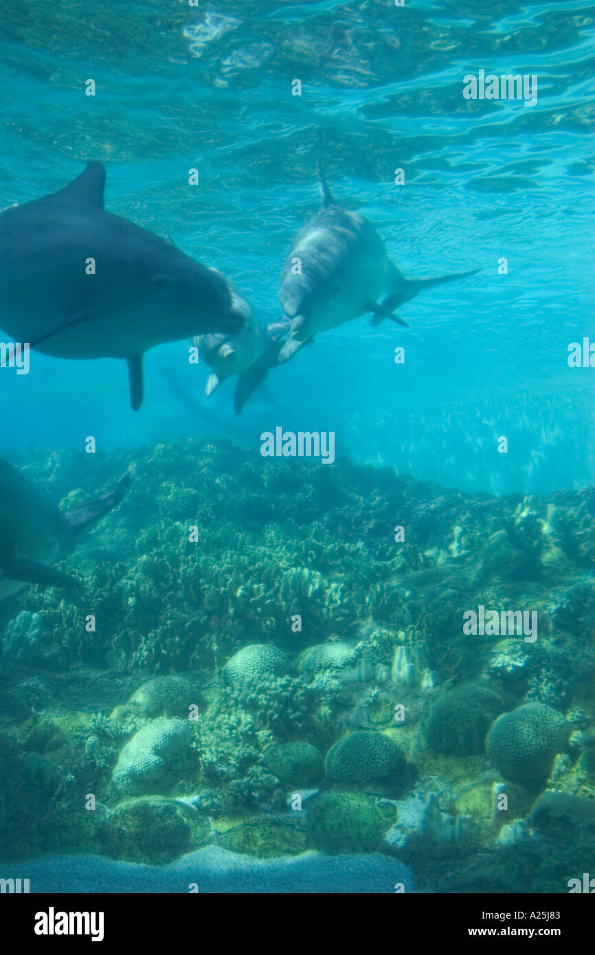 Sea world dolphin cove orlando hi-res stock photography and images - Alamy