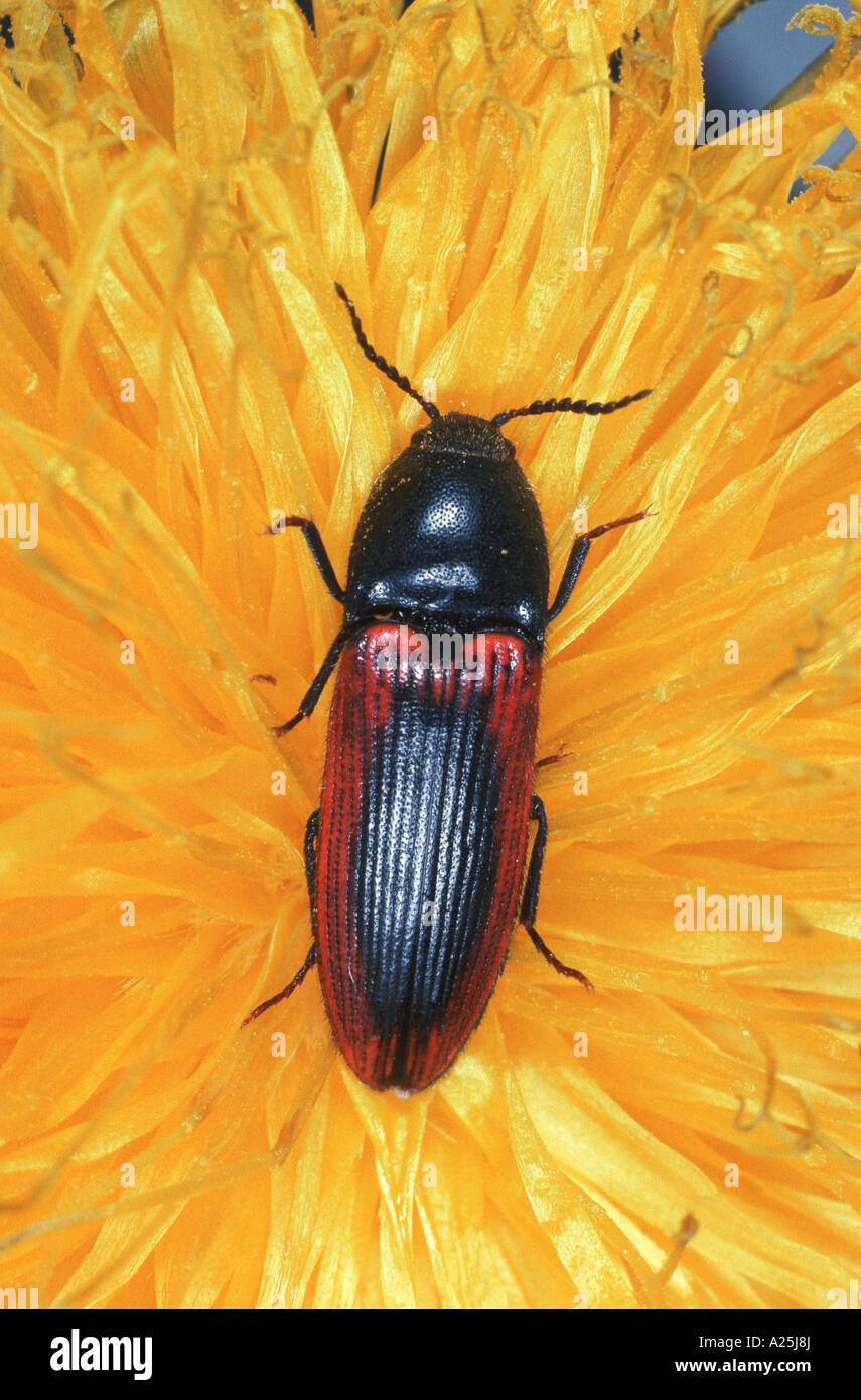 elater, click beetle (Ampedus sanguinolentus), on yellow blossom Stock ...
