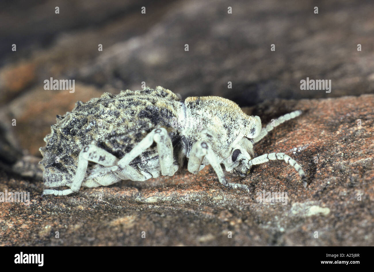 False darkling beetles hi-res stock photography and images - Alamy