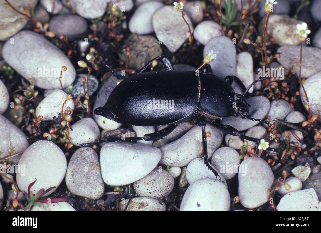 Blaps hi-res stock photography and images - Alamy