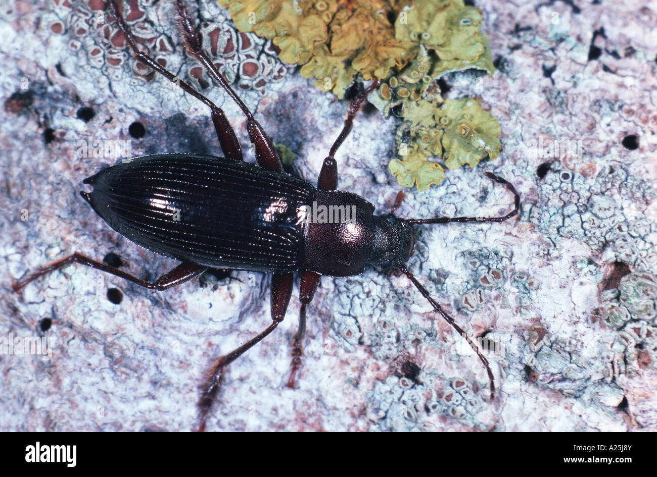 darkling beetle (Stenomax cf. aeneus), imago Stock Photo - Alamy
