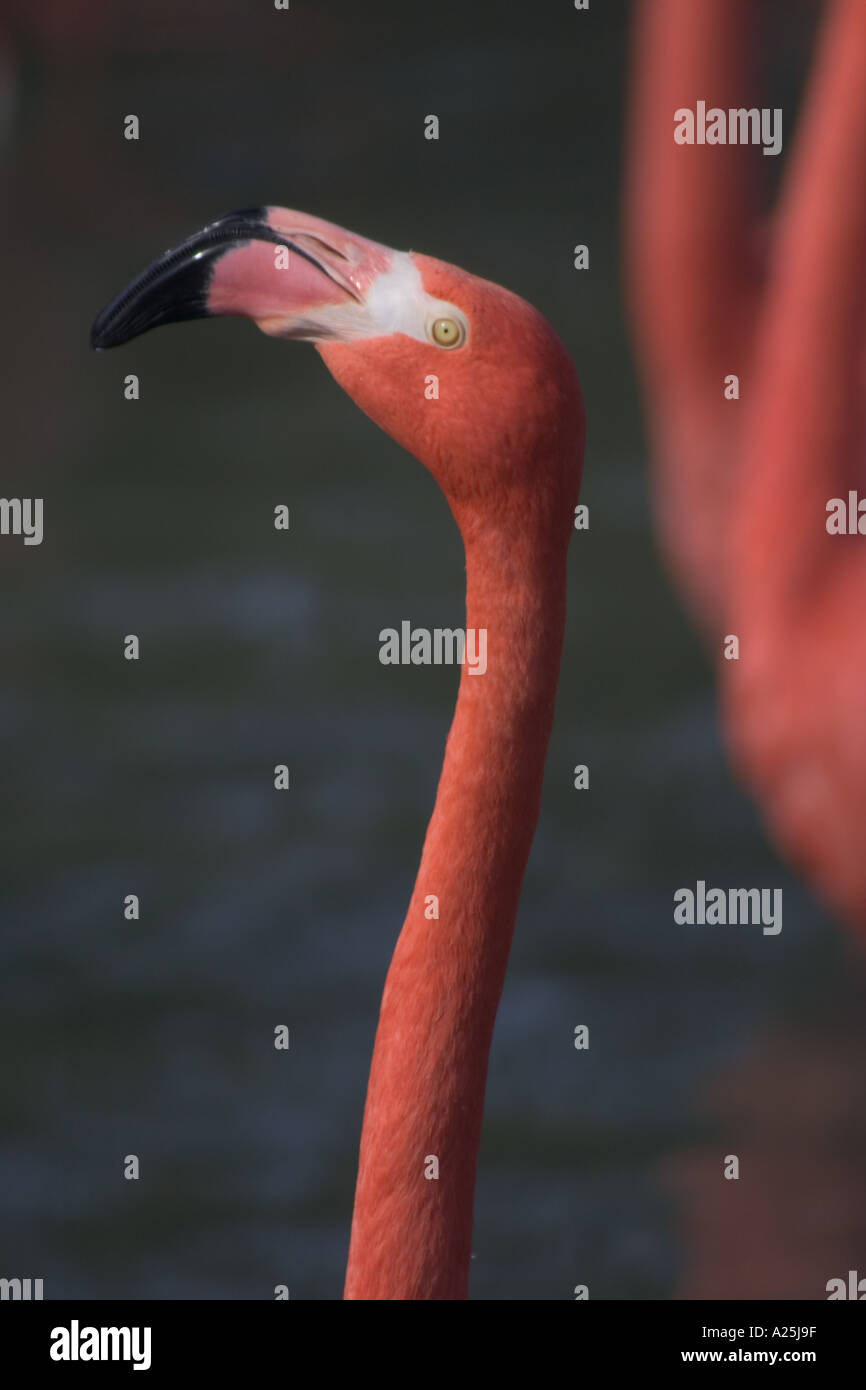 Close up of pink flamingo neck and head at Sea World Orlando Florida ...