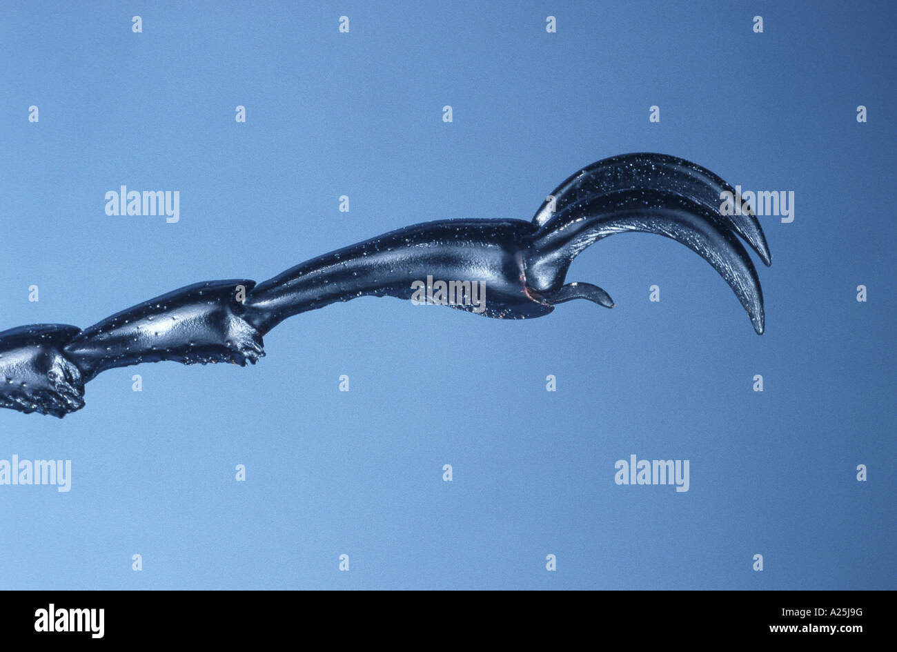 tarsus, feet of an insect (Golathides), with praetarsus Stock Photo - Alamy