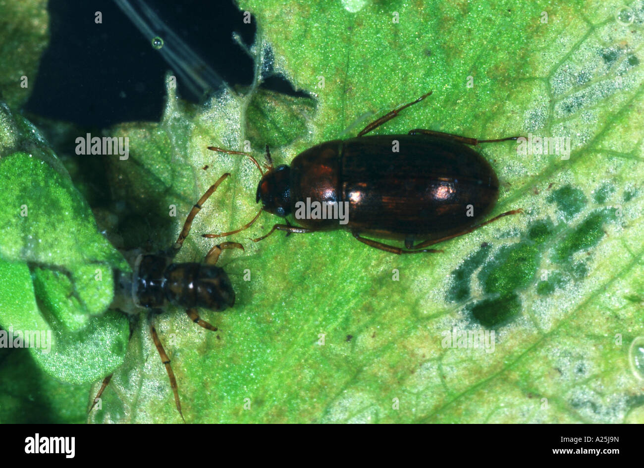 beetle (Helochares obscurus), on a leaf, with caddis fly larva Stock ...