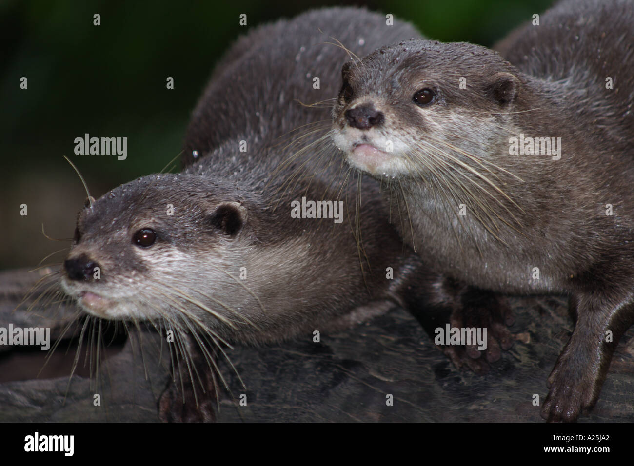 ASIAN SMALL CLAWED OTTERS Stock Photo - Alamy