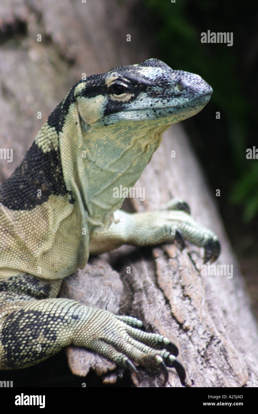 LACE MONITOR LIZARD BAPD175 Stock Photo - Alamy