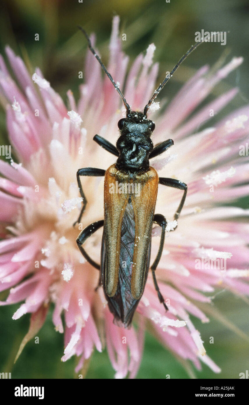 false blister beetle (Oedemera femorata), female, on pink blossom Stock ...