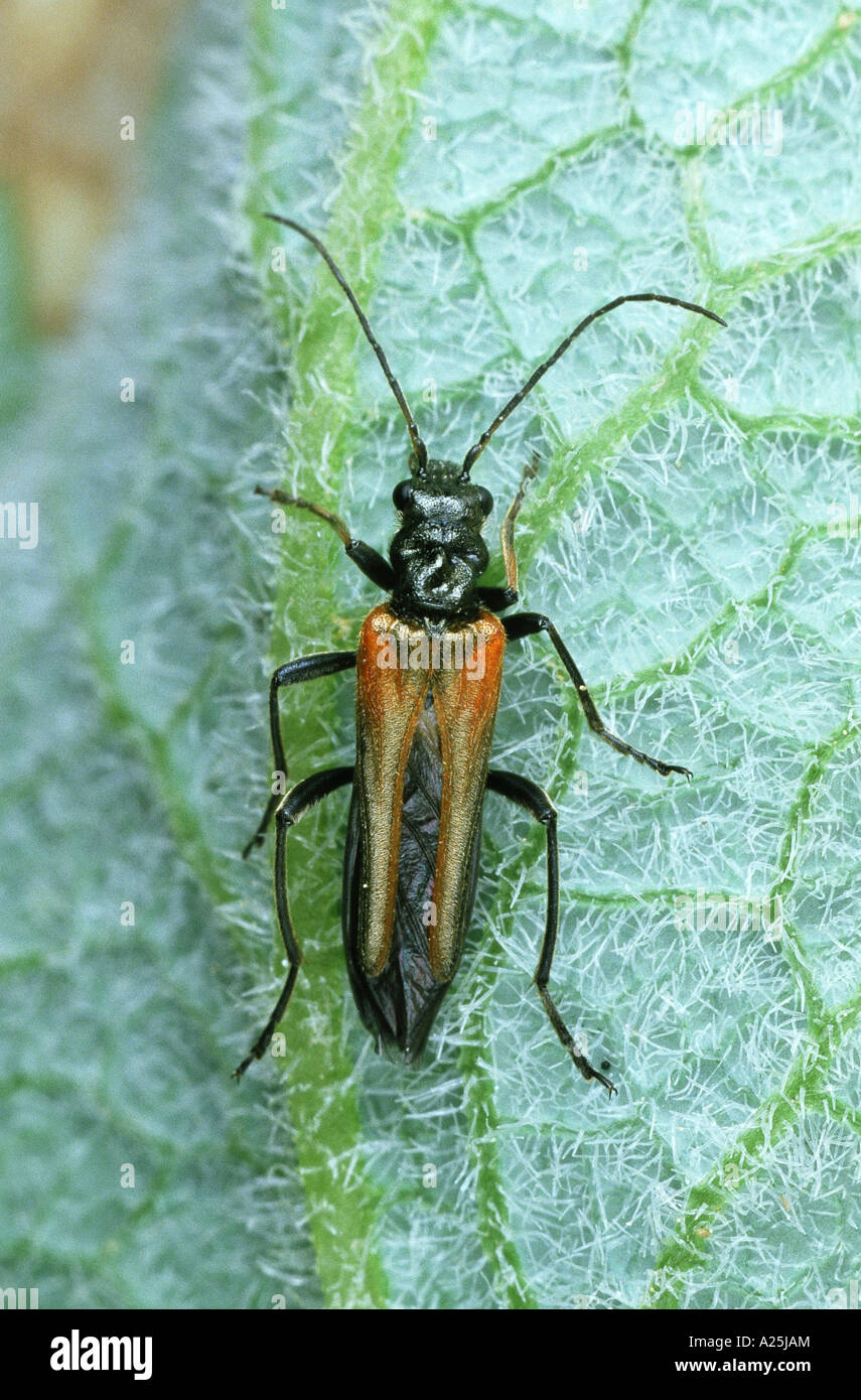 false blister beetle (Oedemera femorata), female, on leaf Stock Photo ...