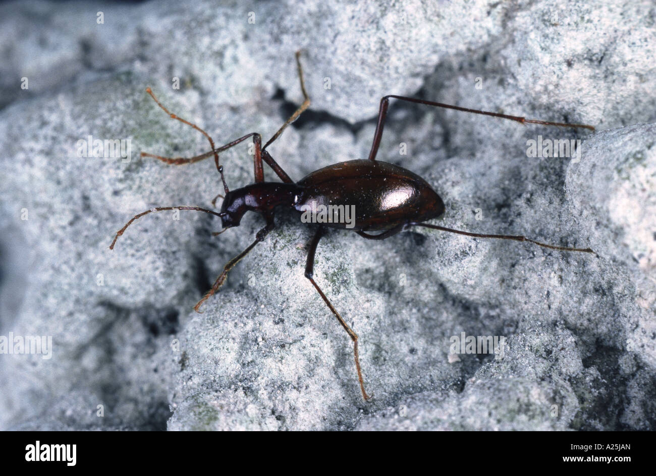 beetle (Astagobius angustatus), eyeless cave beetle Stock Photo - Alamy