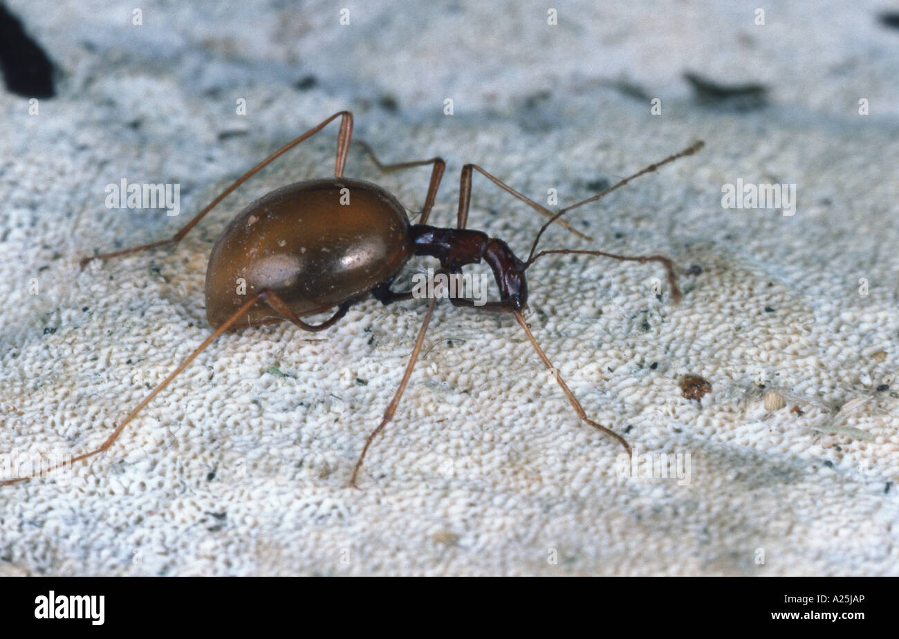 Eyeless hi-res stock photography and images - Alamy