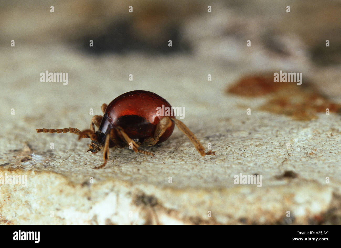 smooth spider beetle (bowl beetle) (Gibbium psylloides), running over ...