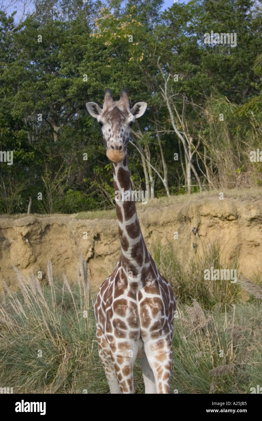 Giraffe walking towards viewer to say hello at Disney s Animal Kingdom ...