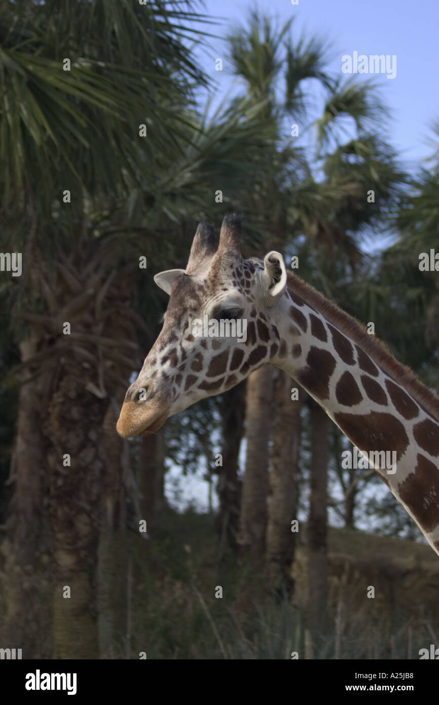 Giraffe at Disney s Animal Kingdom Stock Photo - Alamy