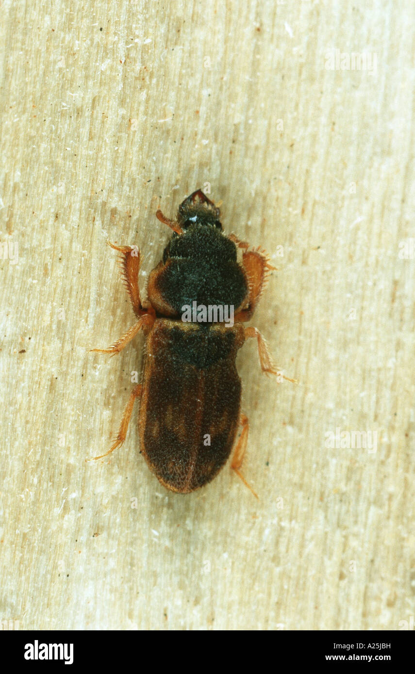 variegated mud-loving beetle (Heterocerus parallelus), imago Stock ...