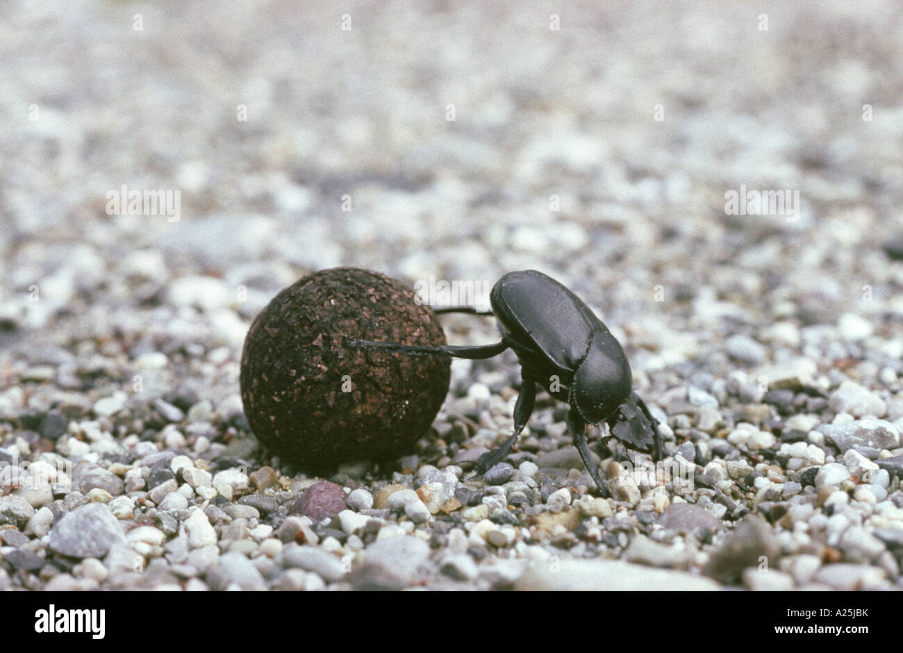 Sisyphus beetle hi-res stock photography and images - Alamy