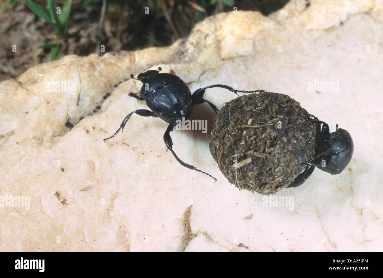 Sisyphus beetle hi-res stock photography and images - Alamy