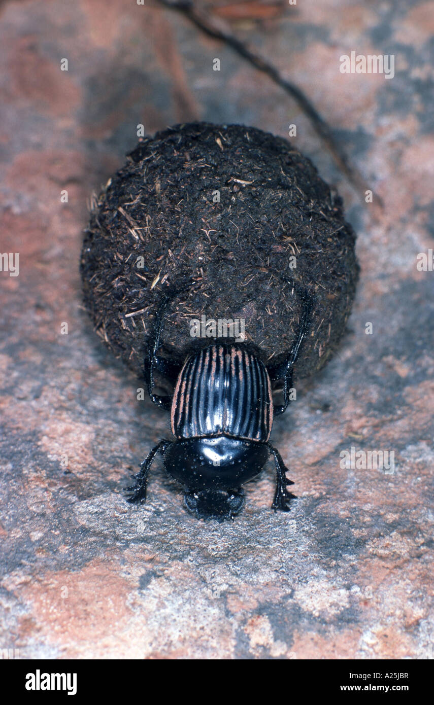 Dung beetle scarabaeus hi-res stock photography and images - Alamy