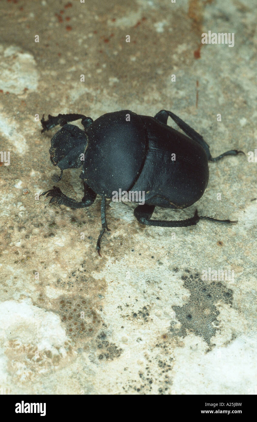 Gymnopleurus mopsus hi-res stock photography and images - Alamy