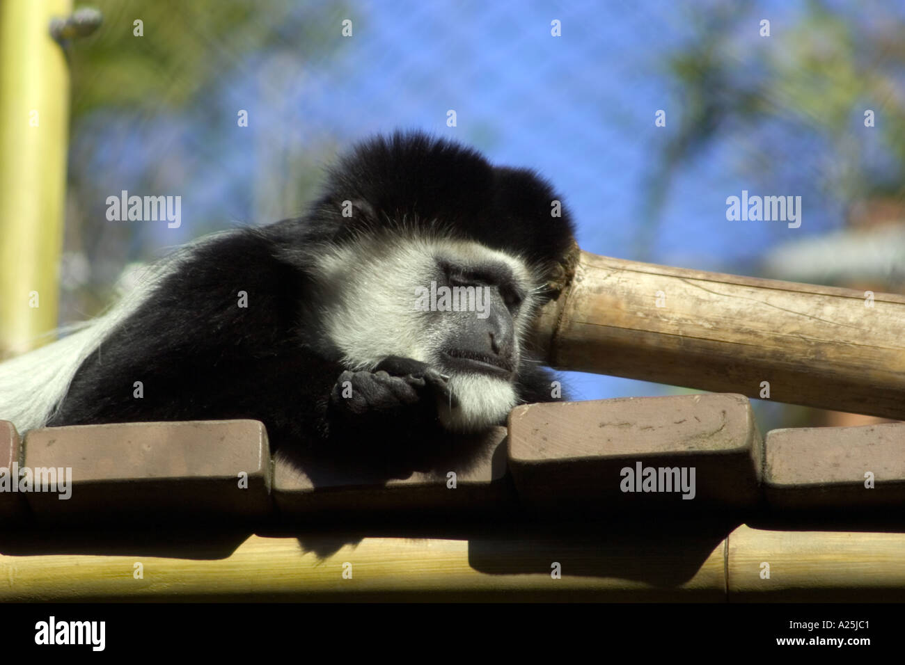 Colubus High Resolution Stock Photography and Images - Alamy