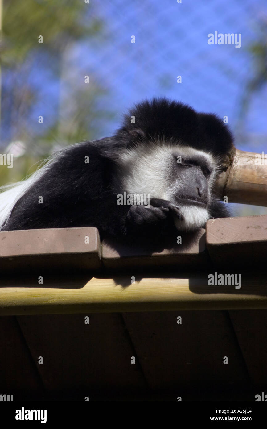 Colubus monkey sleeping on platform at Disney s Animal Kingdom Orlando ...