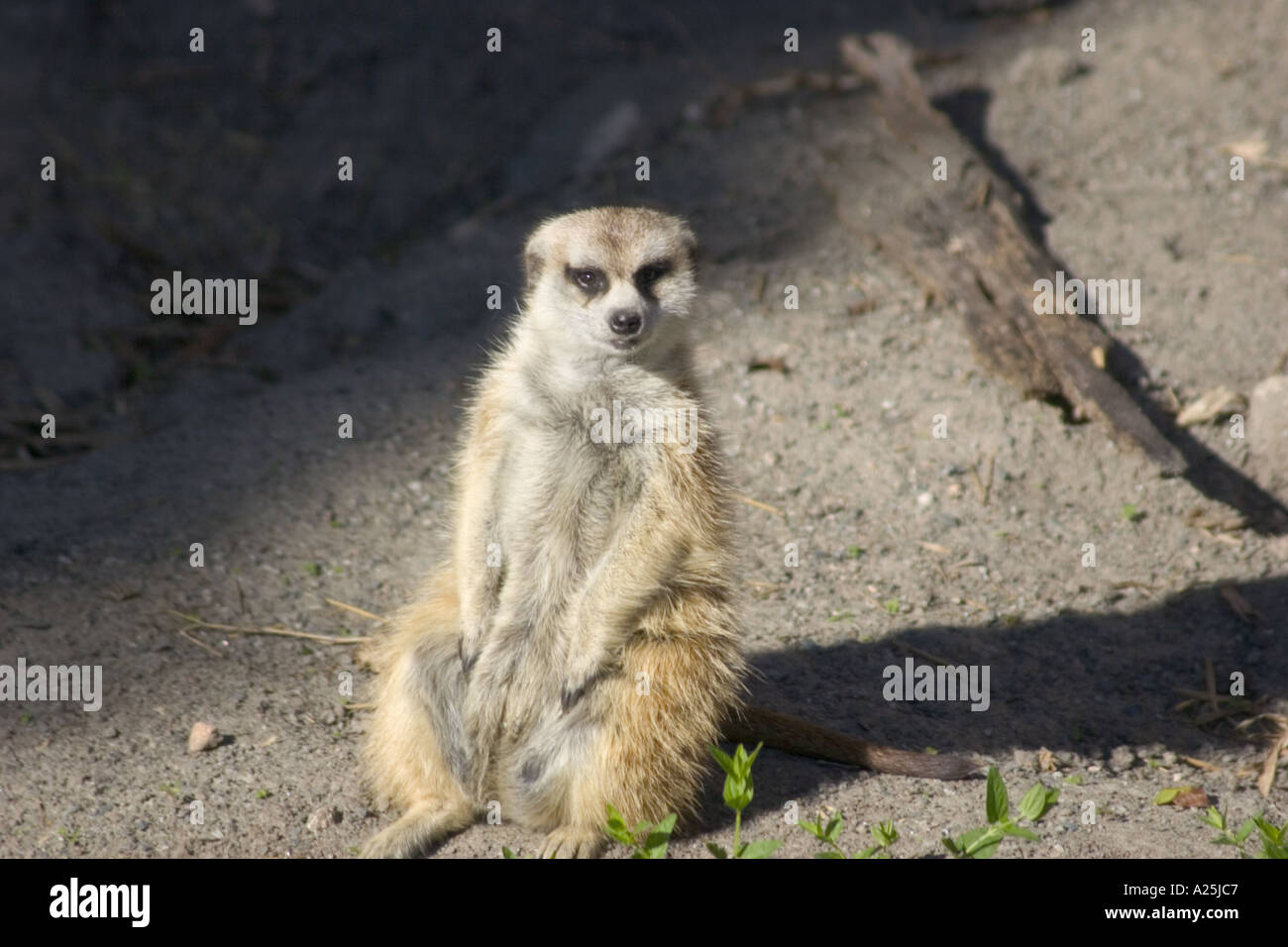 Meercat at Animal kingdom Stock Photo - Alamy