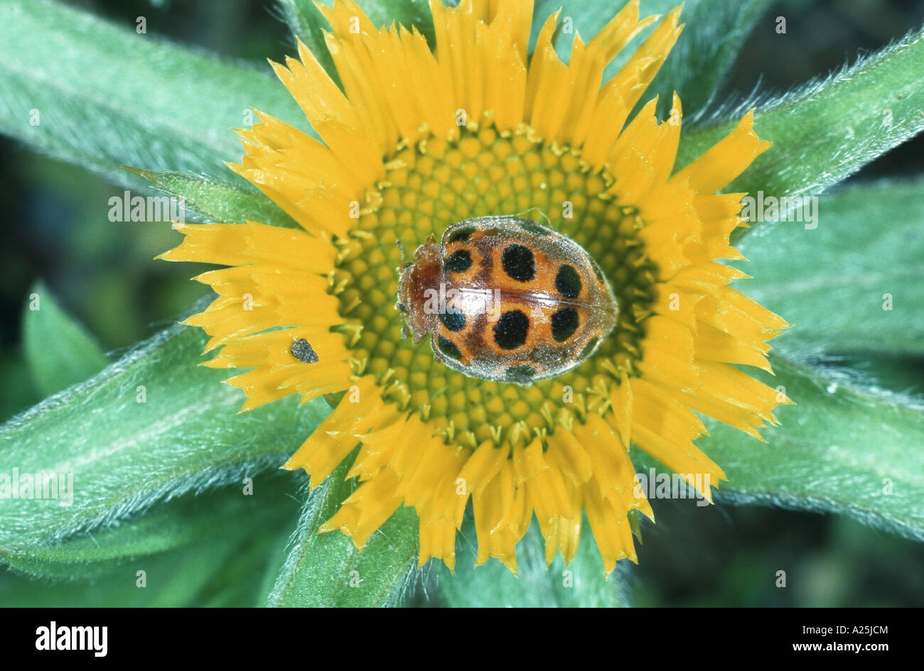 ladybirds, ladybird beetles, lady beetles, ladybugs (Coccinellidae), on ...