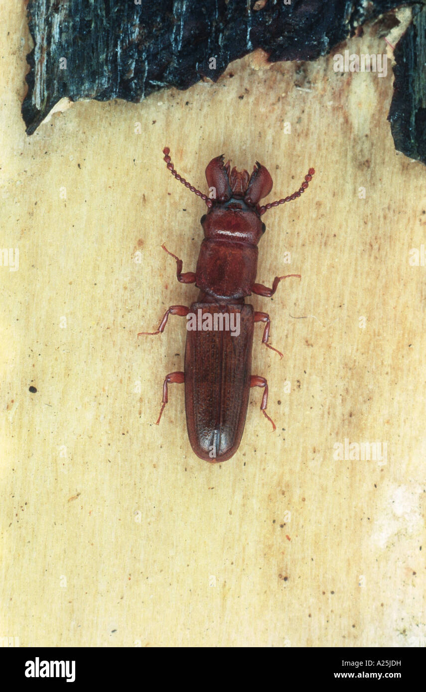 Flat bark beetle prostomis mandibularis hi-res stock photography and ...