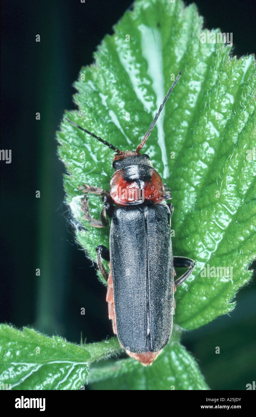 Cantharis 1 hi-res stock photography and images - Alamy
