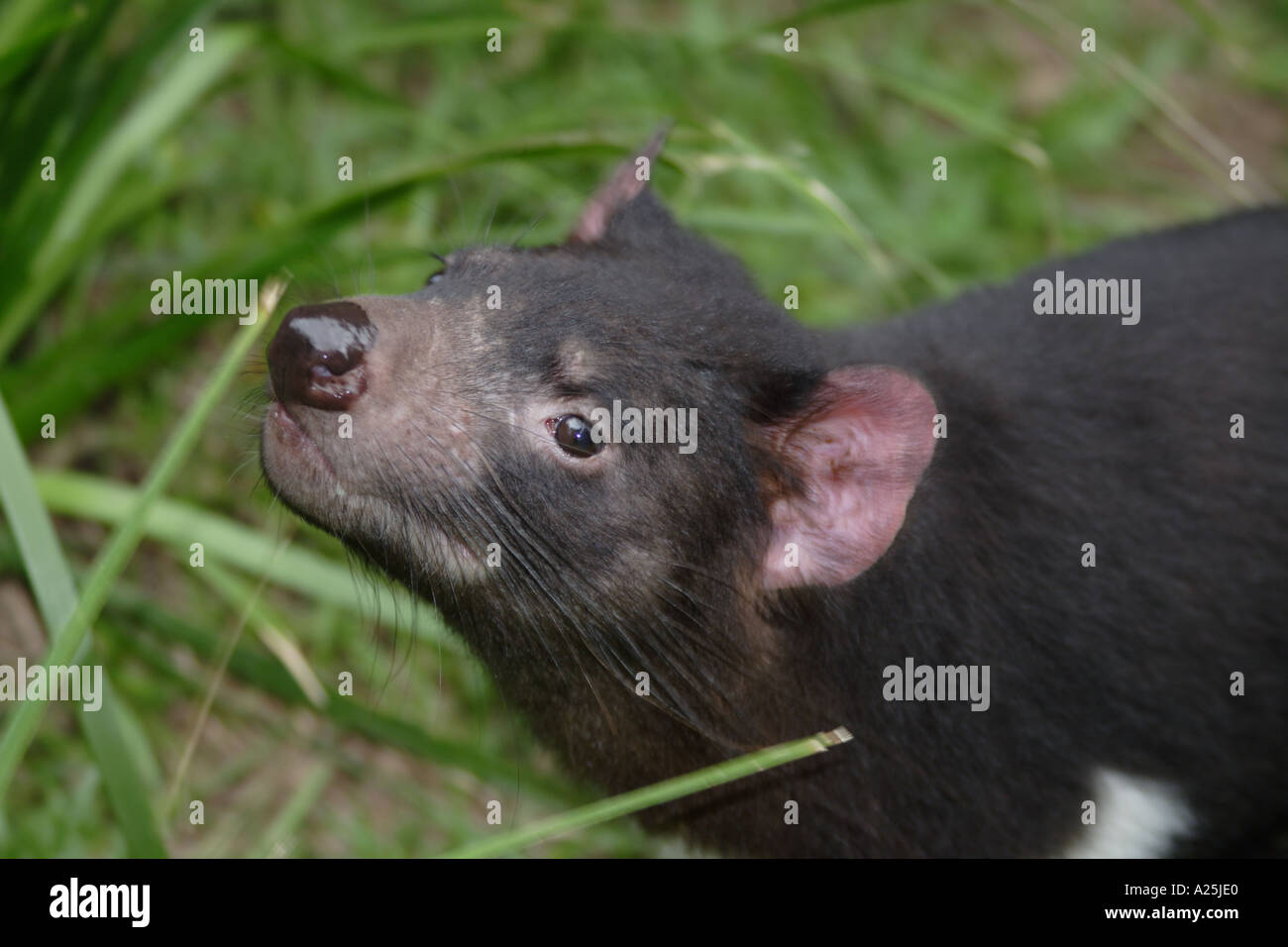 A TASMANIAN DEVIL SARCOPHILUS HARRISI Stock Photo - Alamy