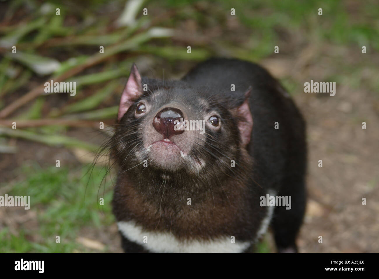 A TASMANIAN DEVIL SARCOPHILUS HARRISI Stock Photo - Alamy