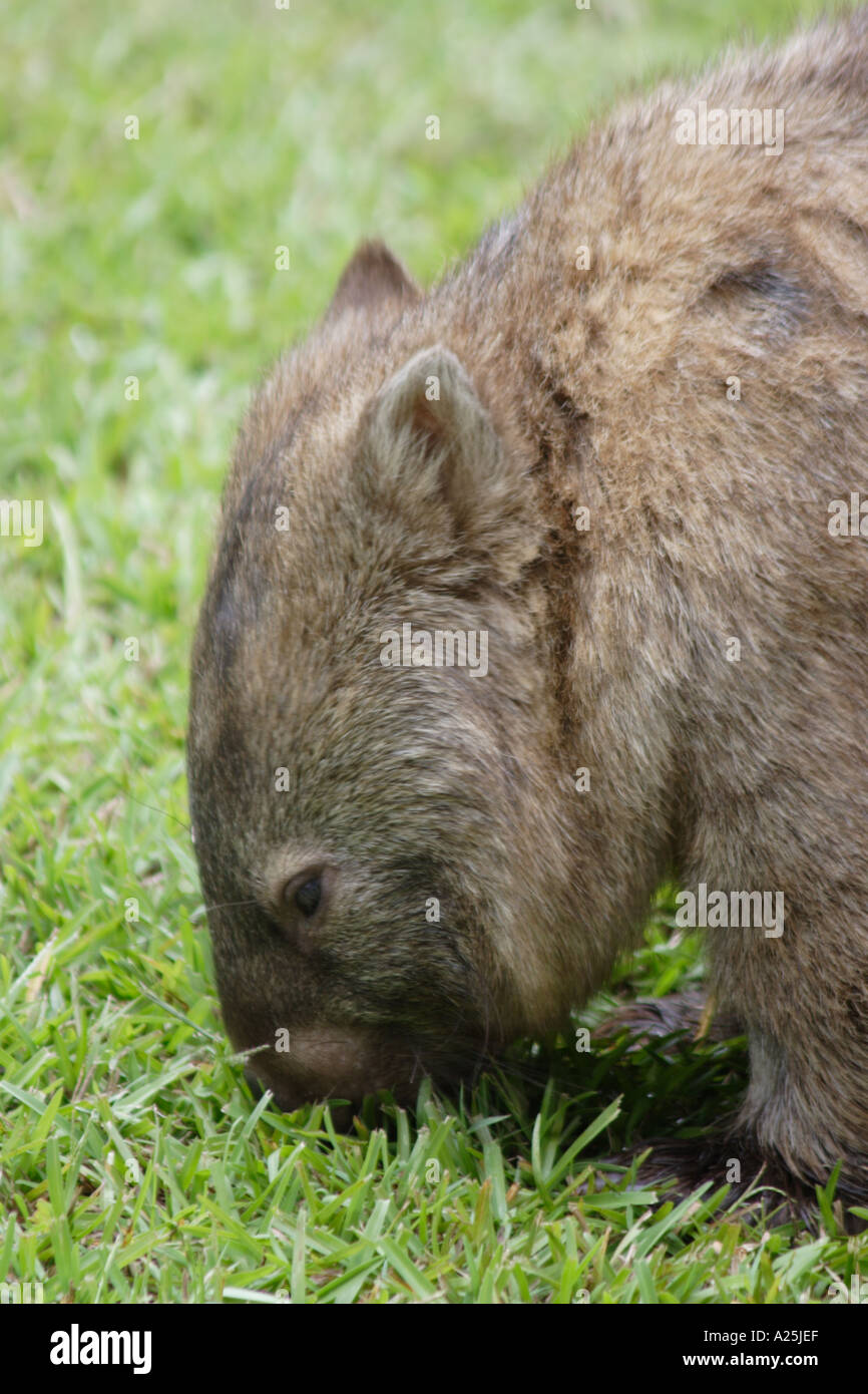 Wombat claws hi-res stock photography and images - Alamy