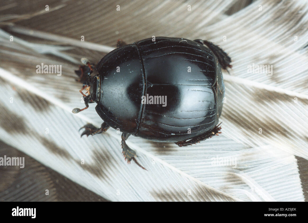 hister beetle, clown beetle (Hister unicolor), on feathers Stock Photo ...
