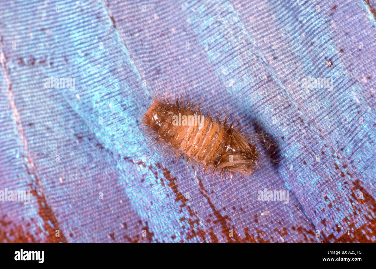 museum beetle (Anthrenus museorum), larva Stock Photo - Alamy