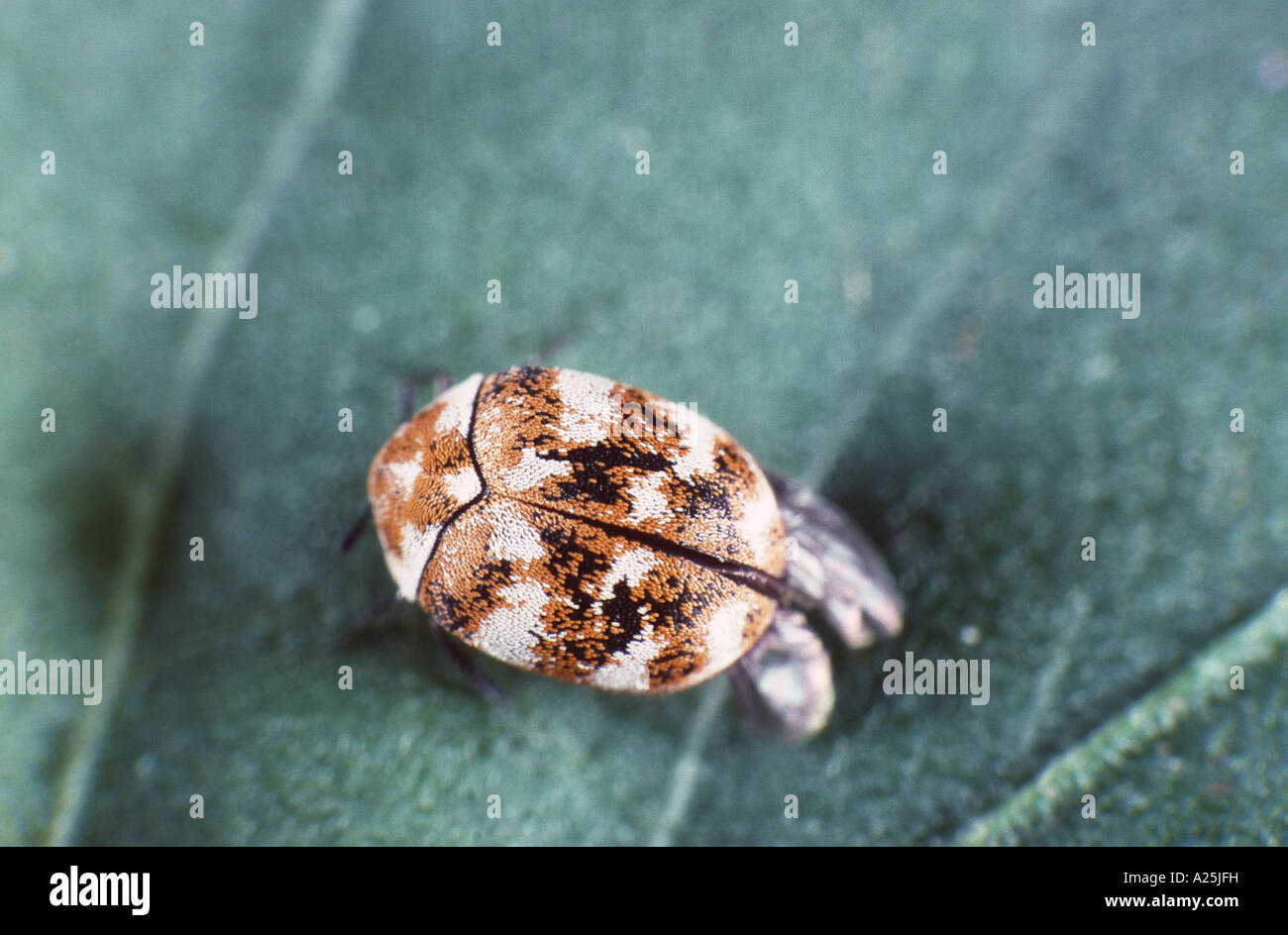 museum beetle (Anthrenus museorum), imago Stock Photo - Alamy