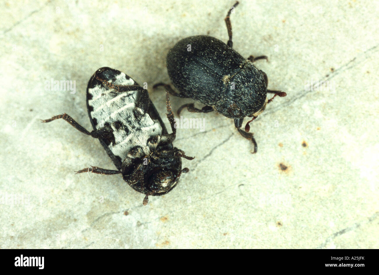 larder beetle (Dermestes laniarius), top side and under side Stock ...