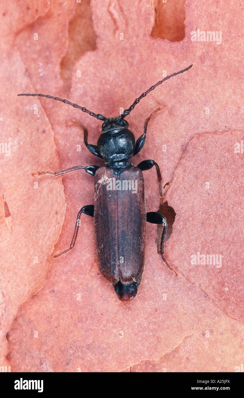 brown spruce longhorn beetle (Tetropium fuscum), imago Stock Photo - Alamy