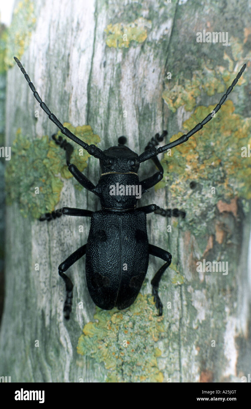 Morimus hi-res stock photography and images - Alamy