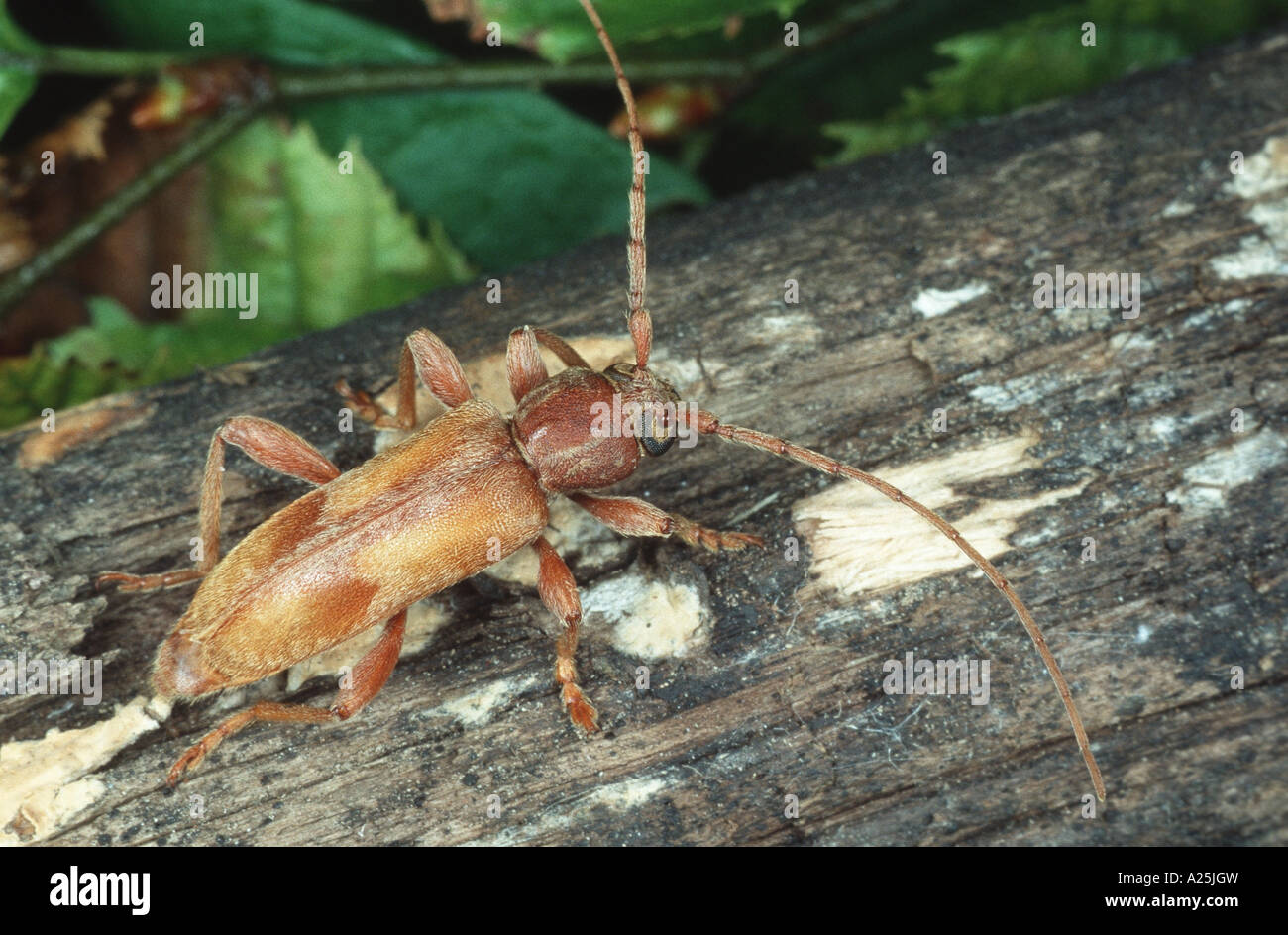 longhorn beetle, long-horned beetle (Trichoferus pallidus), imago Stock ...