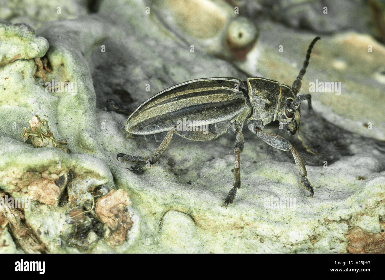 longhorn beetle, long-horned beetle (Dorcadion decipieus), imago Stock ...