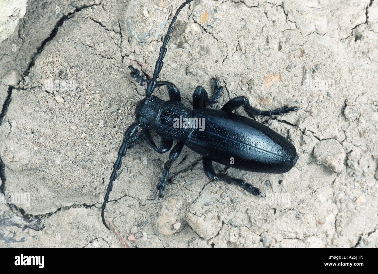 longhorn beetle, long-horned beetle (Dorcadion fulvum), imago Stock ...