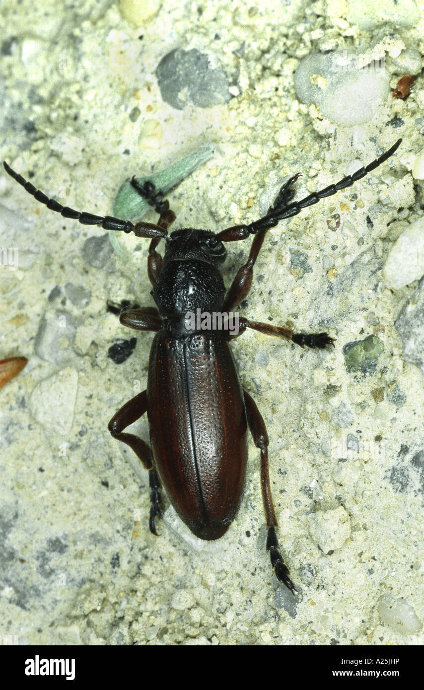 longhorn beetle, long-horned beetle (Dorcadion fulvum), imago Stock ...