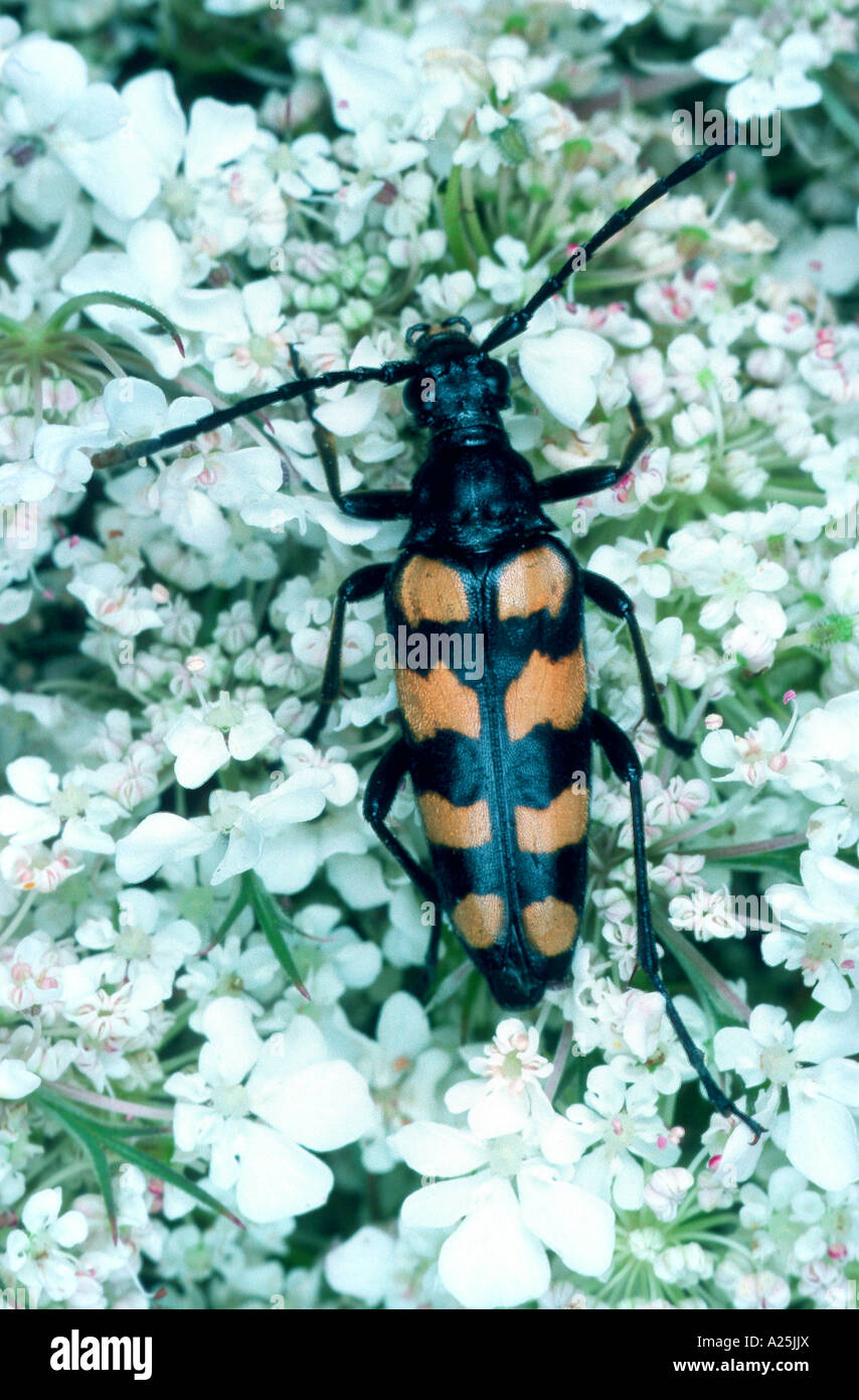 four-banded longhorn beetle (Strangalia quadrifasciata, Leptura ...