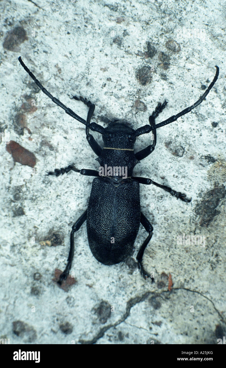 longhorn beetle, long-horned beetle (Lamia textor), imago Stock Photo ...