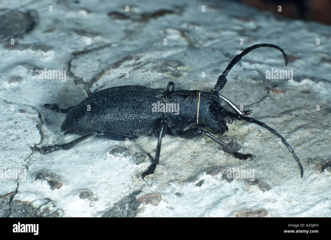 longhorn beetle, long-horned beetle (Lamia textor), imago Stock Photo ...