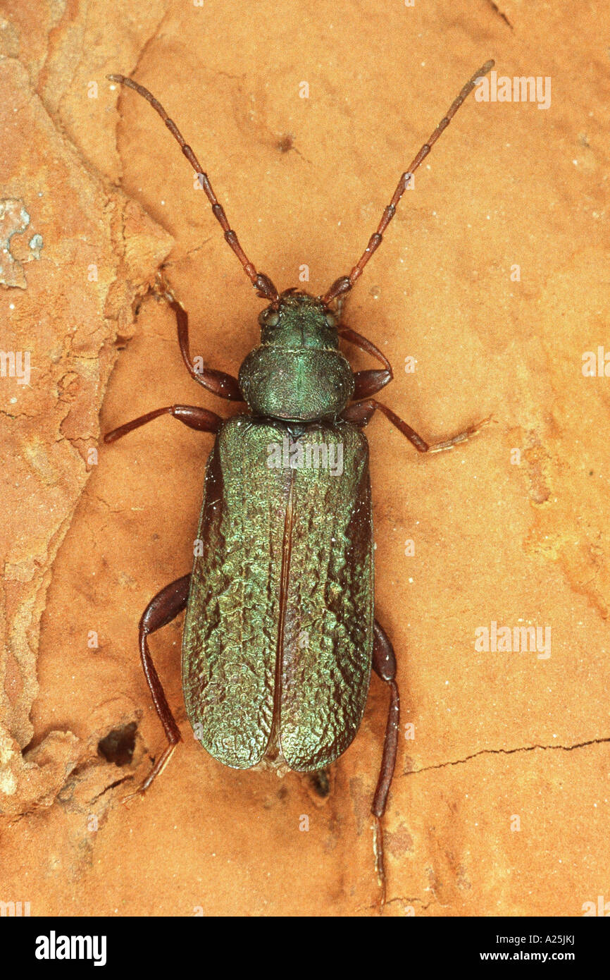 brazen tanbark beetle (Callidium aeneum), imago Stock Photo - Alamy