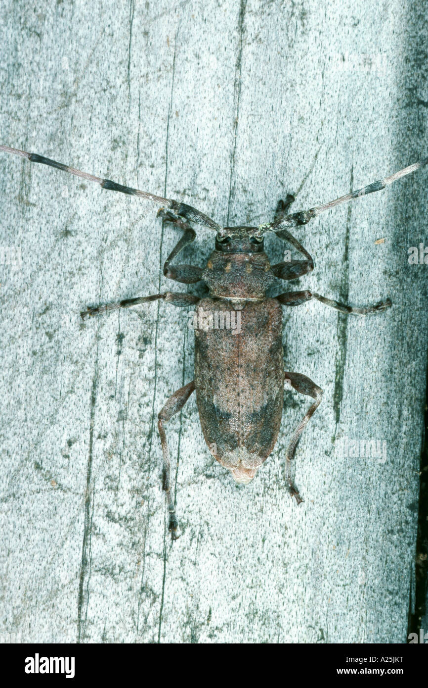 common timberman beetle, timberman (Acanthocinus aedilis), imago Stock ...