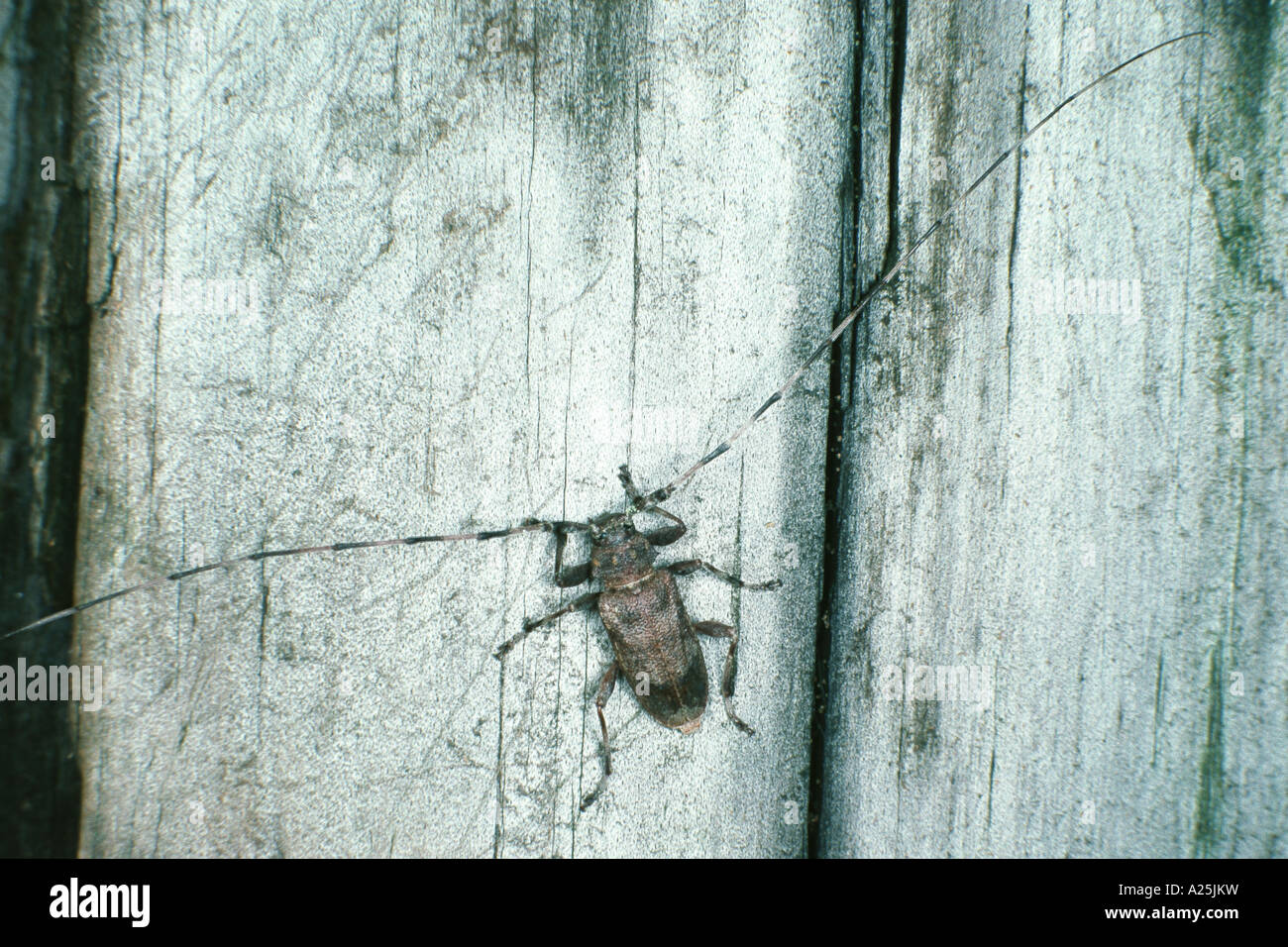 common timberman beetle, timberman (Acanthocinus aedilis), at a trunk ...