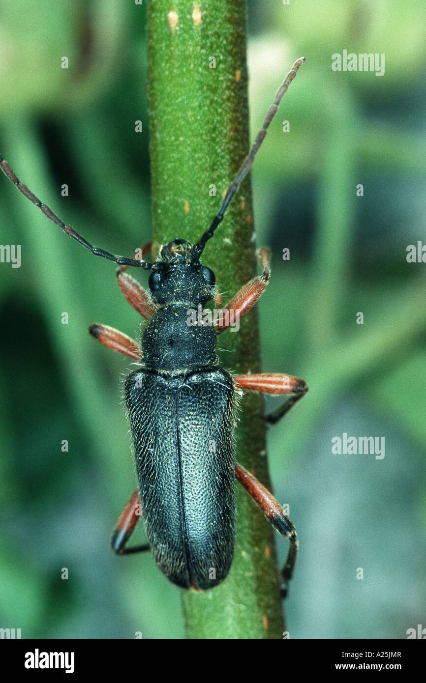 long-horned beetle (Cortodera villosa), imago Stock Photo - Alamy