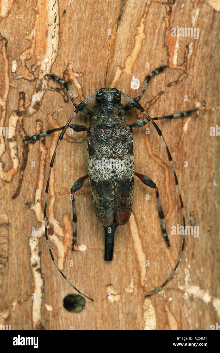 long-horned beetle (Acanthocinus griseus), imago Stock Photo - Alamy