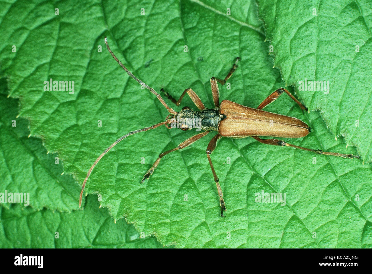 long-horned beetle (Stenocorus meridianus), on a green leaf Stock Photo ...